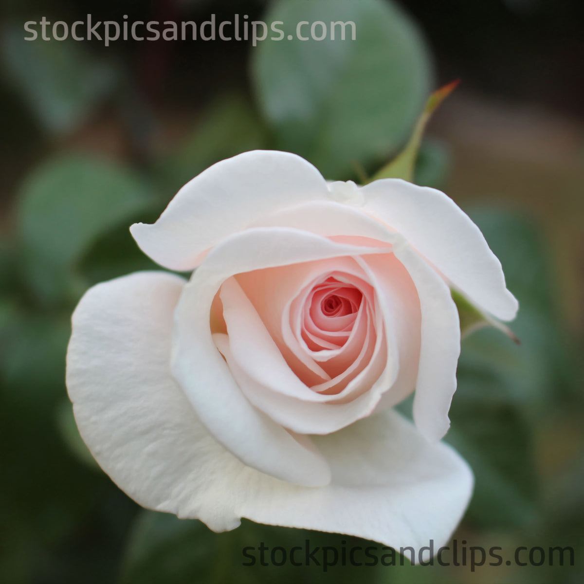 White Rose Pink Center – StockPicsAndClips