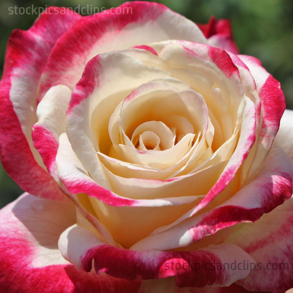 Fancy Rose! – StockPicsAndClips