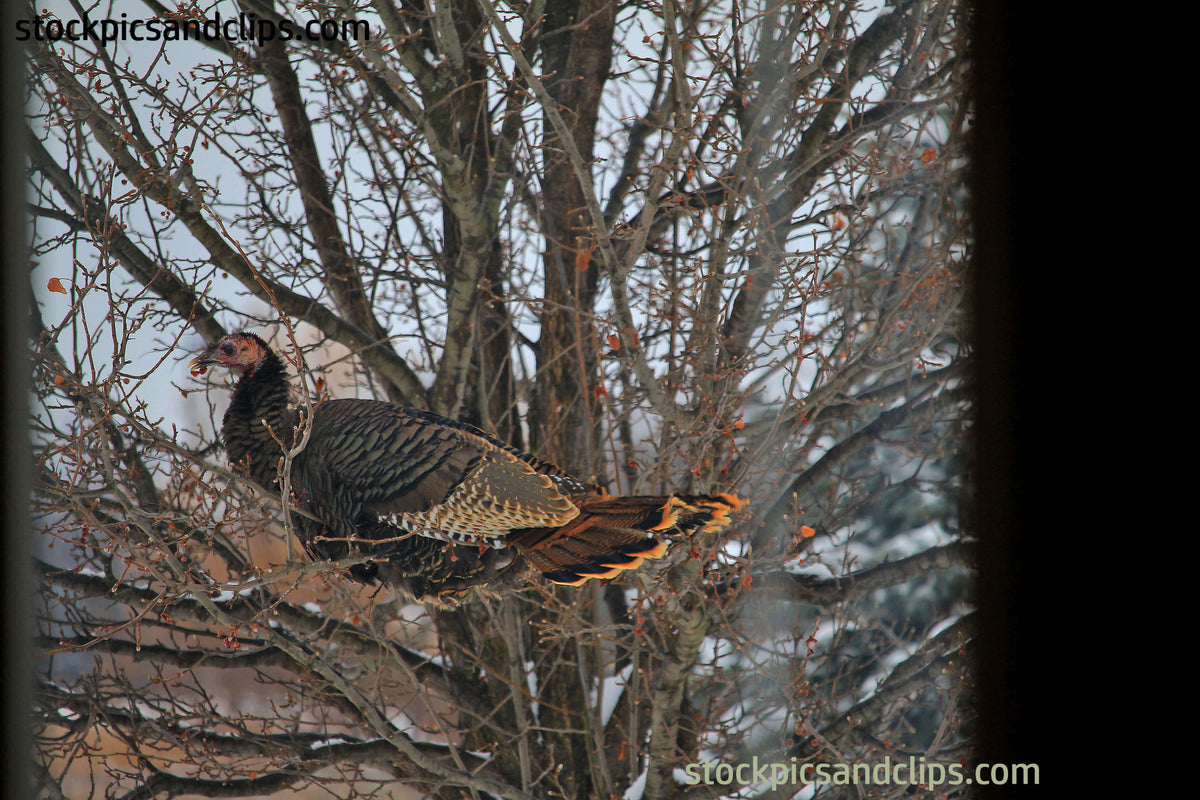 Wild Turkey in a Tree – StockPicsAndClips